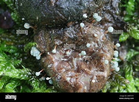 Penicillium Vulpinum An Asexual Fungus Producing Antibiotic Penicillin Wild Ascomycete Fungus