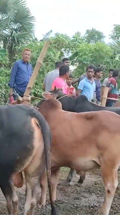 কোরবানির হাট Youtube