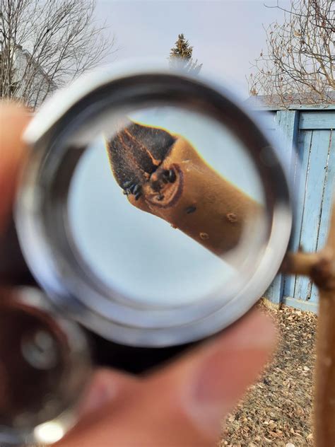 Egg Identification Rwhatsthisbug