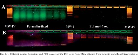 Figure 1 From Dna Extraction From Formalin Fixed Tissue New Light From The Deep Sea Semantic