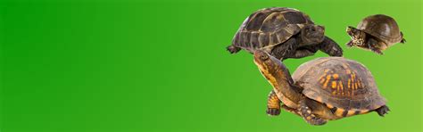 Testudines Animal Pedia