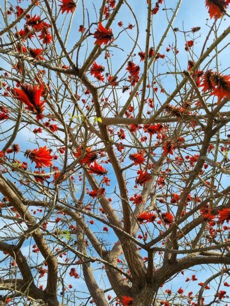 70 Erythrina Caffra Fotos Fotos De Stock Imagens E Fotos Royalty Free