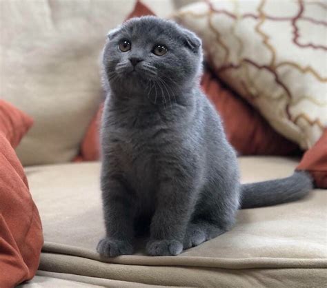 50 Pictures Of Scottish Folds That Are Cuteness Overload Bored Panda