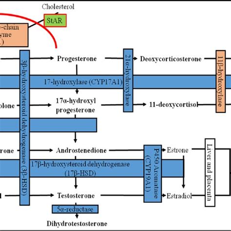 Overview Of Steroid Hormones Biosynthetic Pathway Download