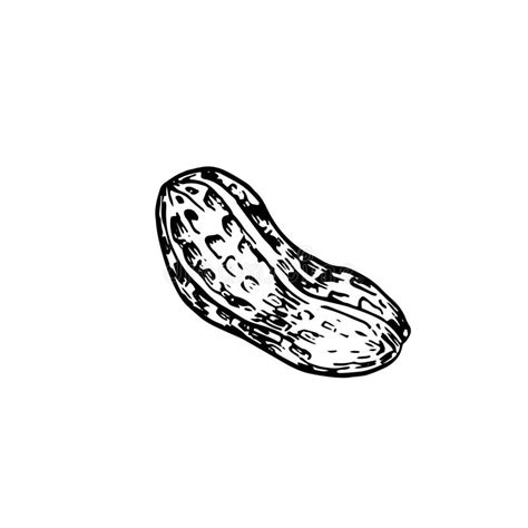 Peanut Kernel In Shell Vector Illustration Hand Drawn With Ink Black