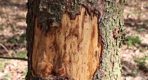 A Guide To Identifying Tree Diseases A Perfect Cut Tree