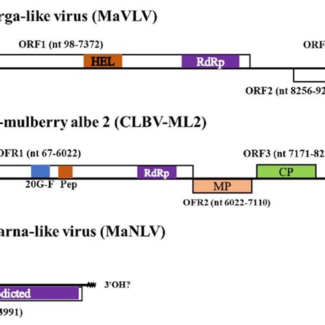 Predicted Open Reading Frames Orfs With Boxes Conserved Motifs