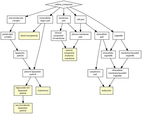 Directed Acyclic Graph Dag Visualization For Cellular Component Terms