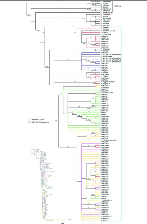 Vanilliodeae Phylogeny Tree With The Highest Posterior Probability