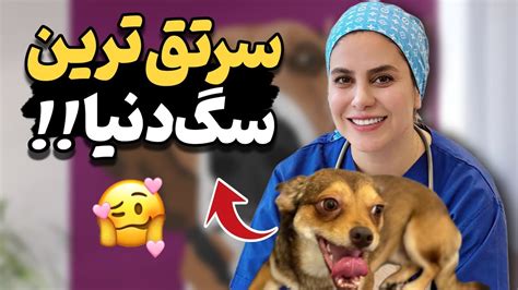 سرتق ترین سگ دنیایه ویدیوی باحال و دیدنی از سرتق ترین سگ دنیا😅