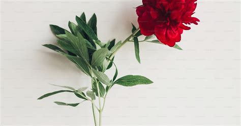 꽃 인사말 카드 개념 봄 세련된 이미지 소박한 흰색 배경에 아름다운 붉은 모란을 들고 있는 손 텍스트 공간 행복한 여성의