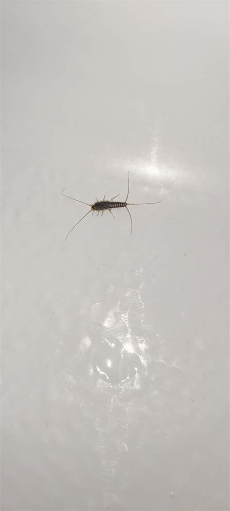 What Is That R Insect