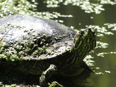 🔥 80 Cute Turtle Wallpapers Wallpapersafari