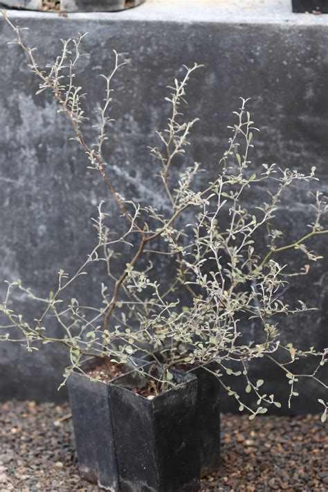Corokia Cotoneaster Antons Dwarf Cistus Nursery