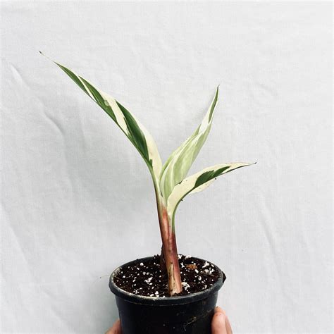 Heliconia Variegated Urban Roots