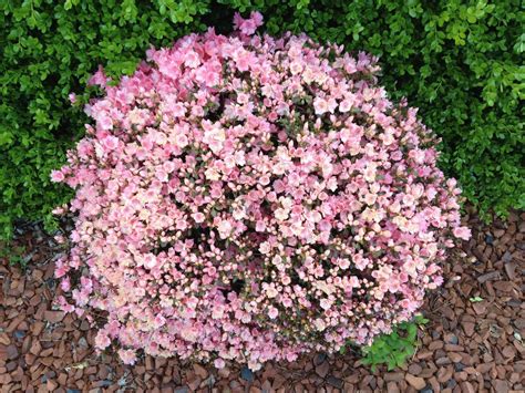 Is This A Dwarf Azalea Rflowers