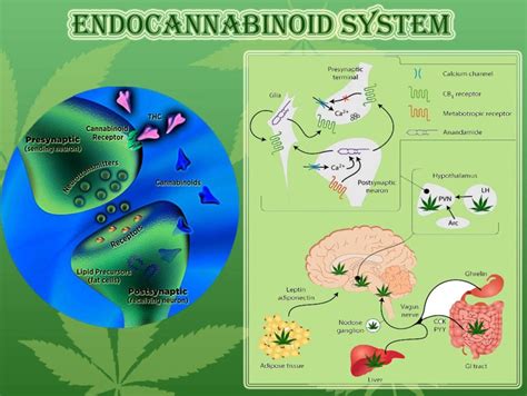 The Amazing Endocannabinoid System Cannacon