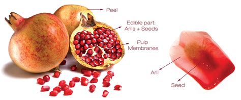 Nutrition Science Easy Learning Pomogrante