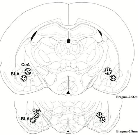 The Regions Of The Basolateral Amygdala Basolateral Amygdala Bla Download Scientific