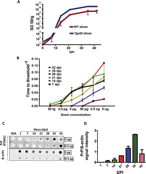 Rapid Kinetics And Quantitative Assessment Of Prions From Slice Download Scientific Diagram