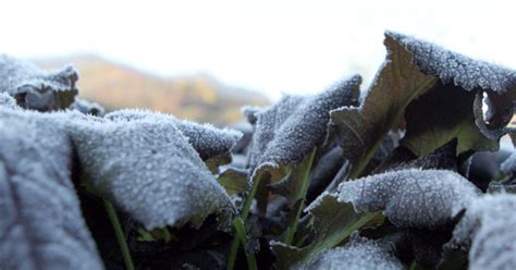 서리맞은 채소밭