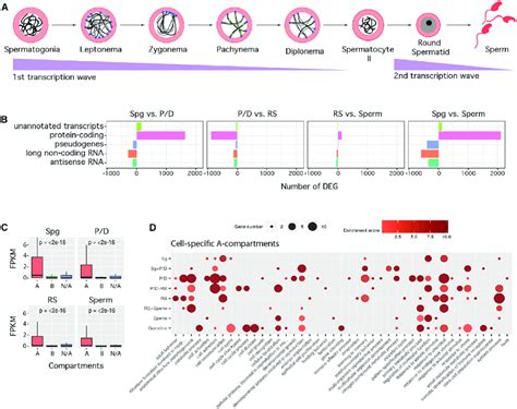Dynamics Of Gene Expression During Gametogenesis A Two Extensive