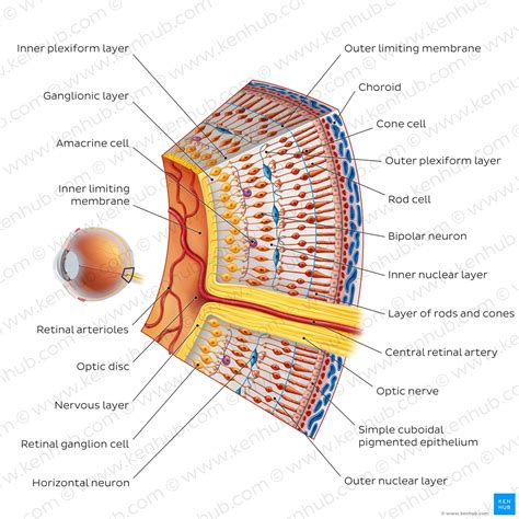 Histology Glossary Retina Histology Histology Slides