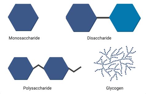 Basic Carbohydrate Chemical Structure