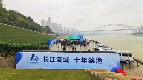 长江禁渔十年，如今里面的鱼怎样了？