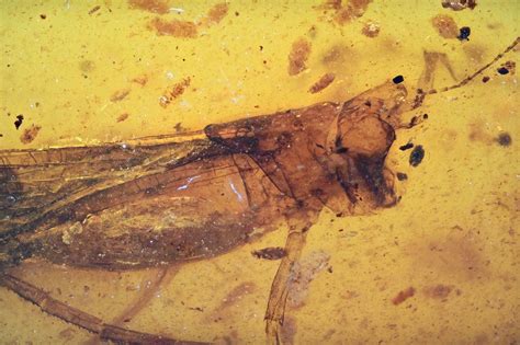 Rare Extinct Elcanidae Grasshopper Fossil Inclusion In Burmese Amber