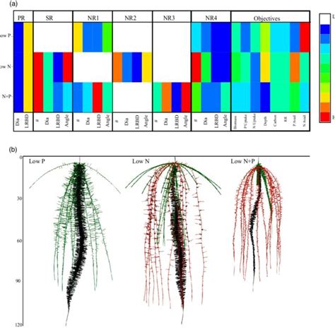 Maize Root Classes Emerging Later In Development Depended Upon Nutrient