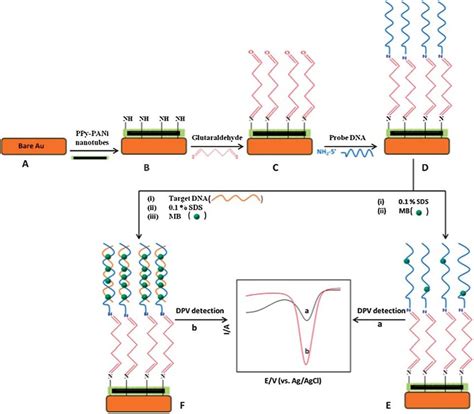 Scheme 1 Fabrication Procedure Of This Electrochemical Dna Biosensor Download Scientific