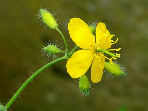 Их шүүдэргэнэ буюу мянган уулын шүүдэр цэцэг 30гр Байгалын Эмийн сан ургамал болон