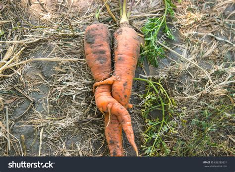 Carrots Making Sex Cutted Stump Background Stock Photo Shutterstock