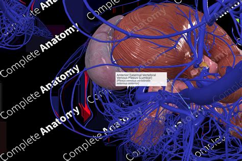 Anterior External Vertebral Venous Plexus Lumbar Complete Anatomy