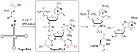 用非天然 ω 硫代天冬氨酸氨酰化的 Trna 3′ 末端二核苷酸的合成tetrahedron Letters X Mol
