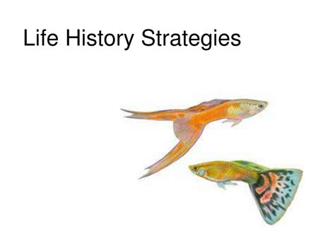 Ppt Life History Strategies Powerpoint Presentation Free Download