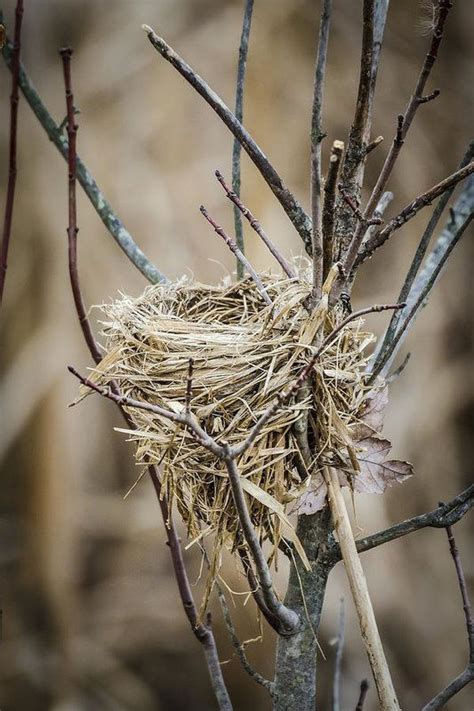 Which Nest Is Which Identify Bird Nests With Ease Artofit