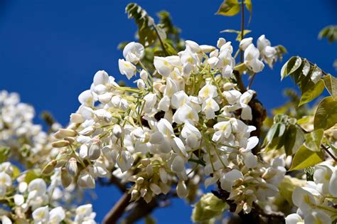 Blauregen Shiro Kapitan Wisteria Brachybotrys Shiro Kapitan Günstig