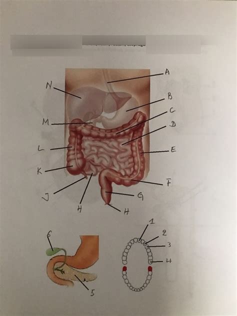 Digestive Lab Pt 1 Diagram Quizlet