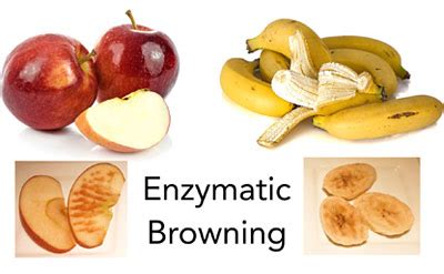 Fruits Gone Bad Discover Enzymatic Browning Stem Activity