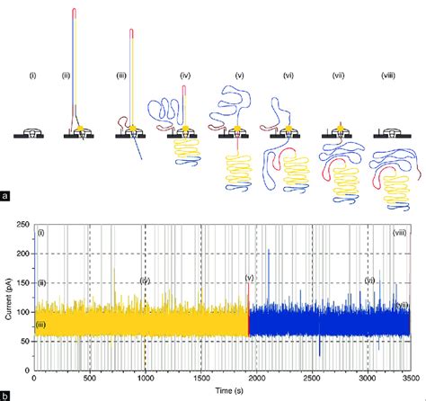 Principle Of Nanopore Sequencing A Visualization Of 2 SsDNA Strands