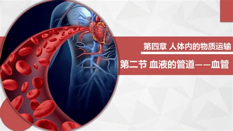 [生物]血液的管道—血管 课件 共24张ppt 2022 2023学年人教版生物七年级下册 课件下载预览 二一课件通