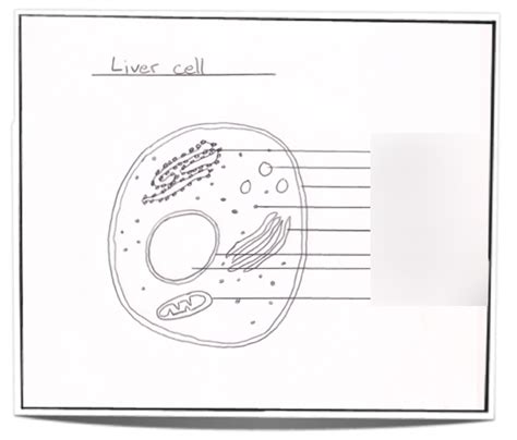 Ib Biology Hl 1 2 Ultrastructure Of Cells Diagram Quizlet