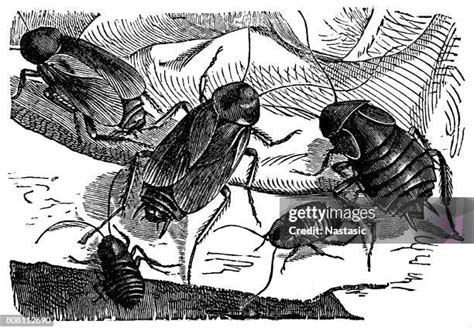 Cockroach Art Photos And Premium High Res Pictures Getty Images