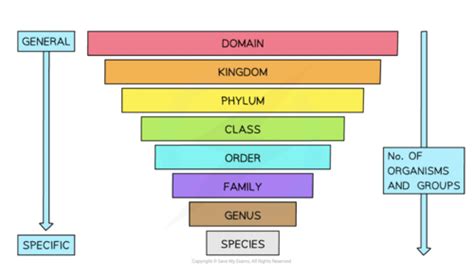 Biology Classification Evolution Flashcards Quizlet
