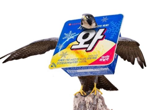 와몸매 치지직 에펨코리아