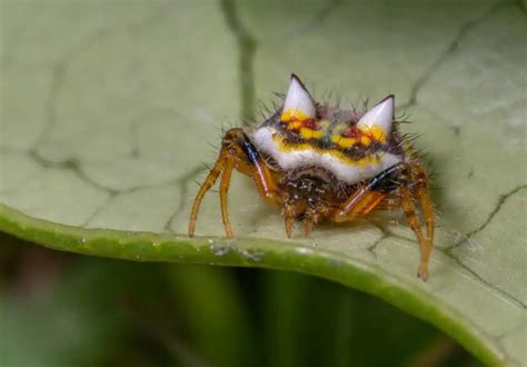 Spiders With Spikes Pictures And Identification
