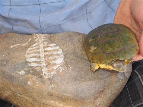 Research Suggests Turtle Shells Evolved For Digging Not Protection