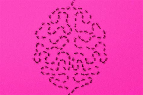 Pandas Dont Lack Sex Drive They Just Need To Fancy Each Other New